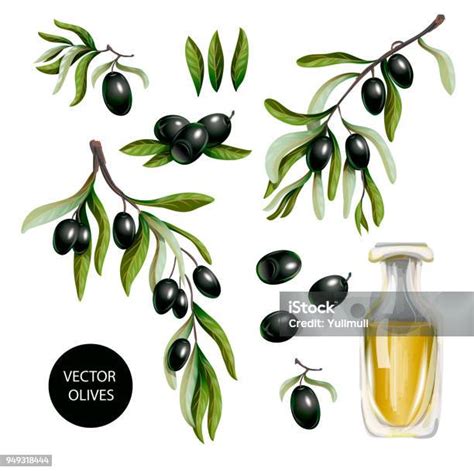 블랙 올리브와 올리브 오일 흰색 배경 벡터 일러스트 레이 션에 고립 올리브에 대한 스톡 벡터 아트 및 기타 이미지 올리브 과일 그리스 Istock