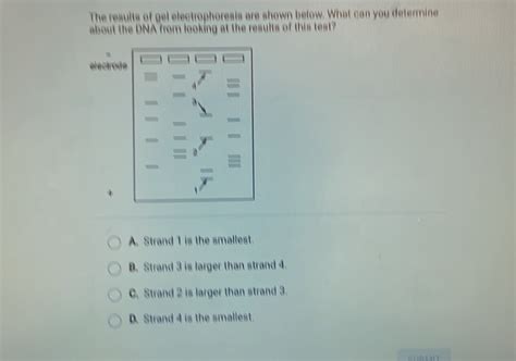 Solved The Results Of Gel Electrophoresis Are Shown Below What Can You Determine About The Dna
