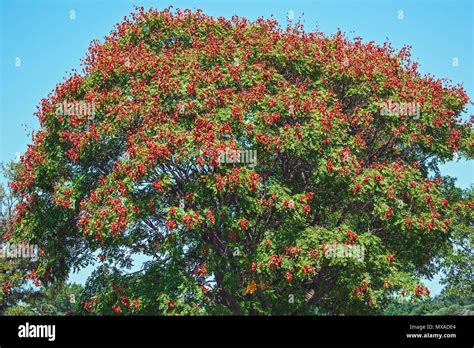 What Is Varnish Tree At Stuart Witt Blog