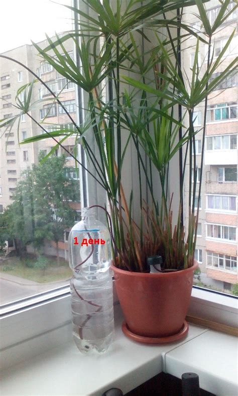 Автополив комнатных растений: часть 2. Эксперимент.