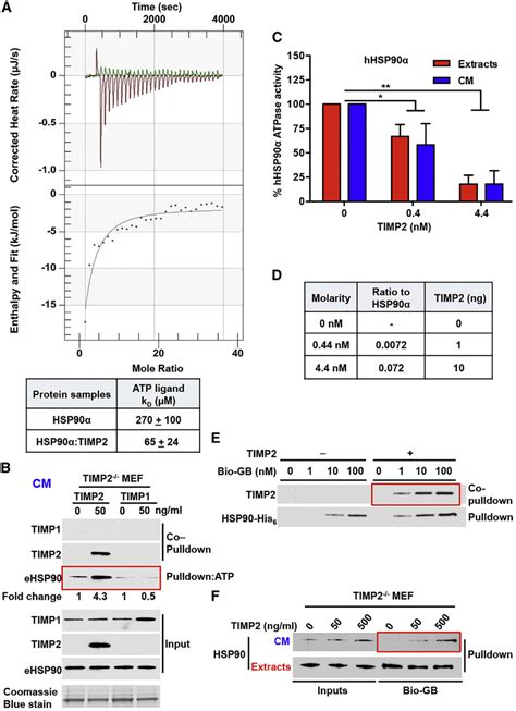 Timp2 Co Chaperone Inhibits Hsp90 Atpase Activity And Increases Hsp90