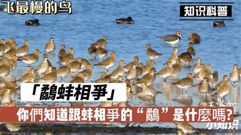 飞的最慢的鸟是什么鸟鹬蚌相争的鹬走路跟蹦迪似每走一步晃三晃 地球 动物 知识 丘鹬 鹬蚌相争 Youtube