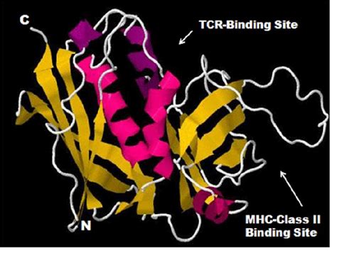Figure 1 From Staphylococcal Enterotoxins Staphylococcal Enterotoxin B And Bioterrorism