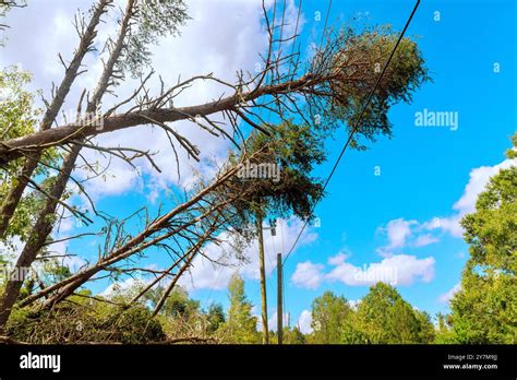 Tree Is Blown Down During Tropical Storm Hurricane Broken Crashing Down
