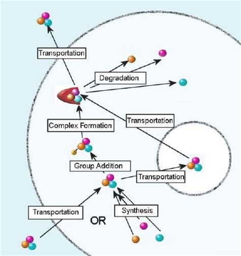 Life Cycle Of A Molecule Download Scientific Diagram