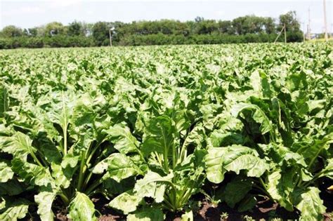 Кормовая свекла особенности выращивания культуры