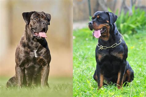 Rotticorso Cane Corso And Rottweiler Mix Info Pictures Facts Faqs And More