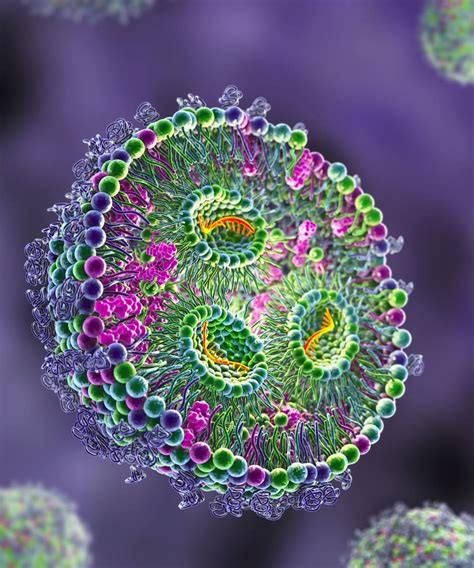 Phospholipids For Brain Health Swiss Healthcare