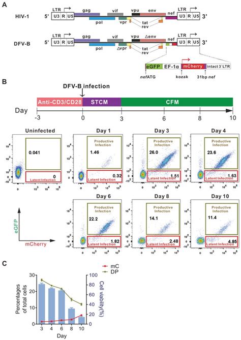 Figures And Data In Infection With A Newly Designed Dual Fluorescent