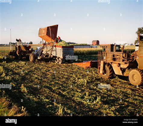 Harvesting Sweet Corn Variety Asgrow More With Dump Cart And Grow Head