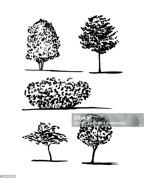 Hand Drawn Different Trees Set Stock Illustration Download Image Now