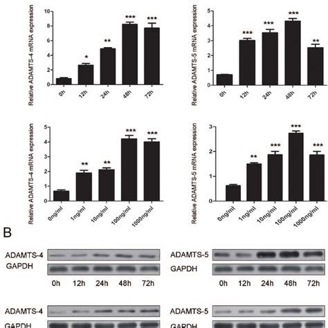 Leptin Promoted Adamts 4 And Adamts 5 Expression A The Effect Of