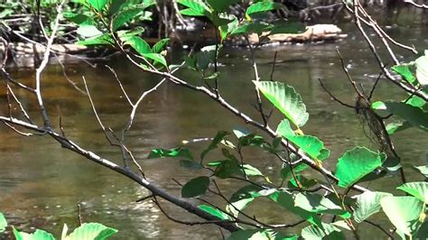 Brook Trout Fishing New Brunswick Youtube