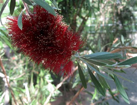 Callistemon Pachyphyllus Red 100 Seeds Trigg Plants