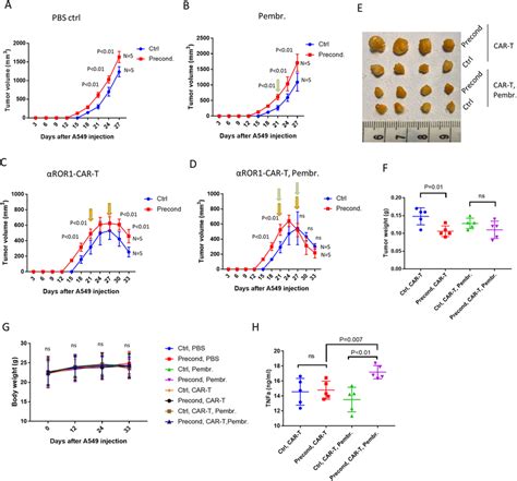 Pressure Preconditioning Increased Tumor Size In A549 Xenograft Mice