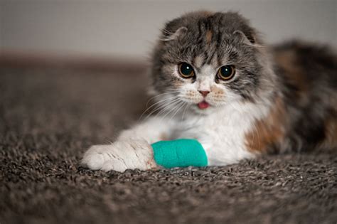 고양이 붕대 캐스트 상처 아픈 수의사 치유 귀여운 스코틀랜드 폴드 옥양목 새끼 고양이 혀 밖으로 카메라 클로즈업 초상화를 보고