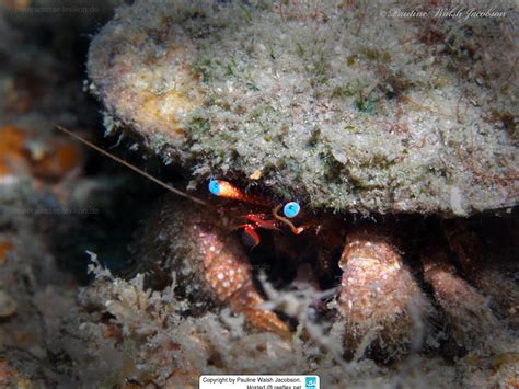 Paguristes Wassi Wasss Hermit Crab