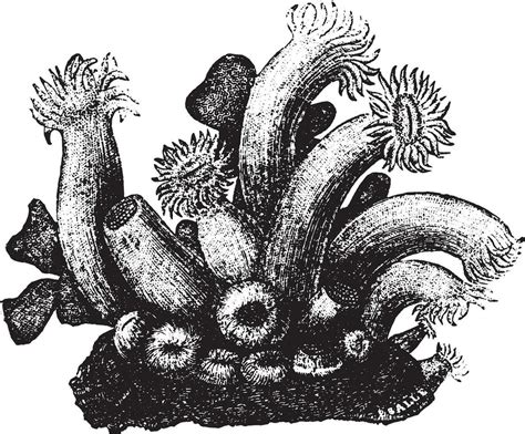 Polyps Kind Astroid Vintage Engraving 34976012 Vector Art At Vecteezy