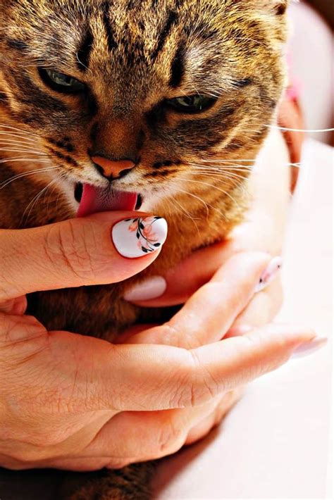 Why Does My Cat Lick My Fingers Answered