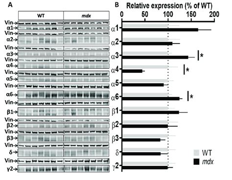 Expression Level Of Gabaar Subunits In The Cervical Spinal Cord A