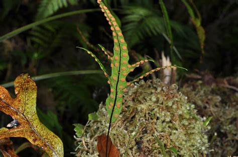 Microsorum Pustulatum Polypodiaceae