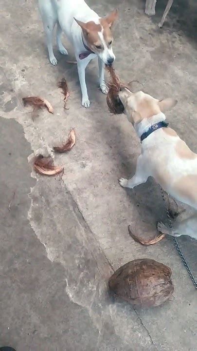 පොල් ලෙලි ගහන බල්ලෝ දෙන්නෙක්😂🤪 Youtube