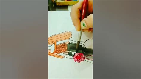 Barbe Doll Beutiful Art Youtube