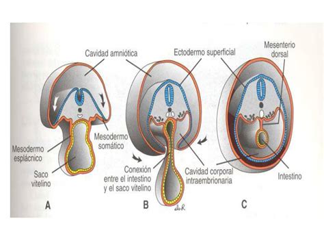 Embriologia Humana