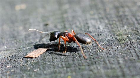 How To Prevent Carpenter Ants From Entering Your Home Pest Control