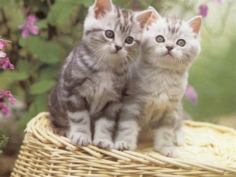 Kittens Cats Funny Hd Wallpaper Pxfuel