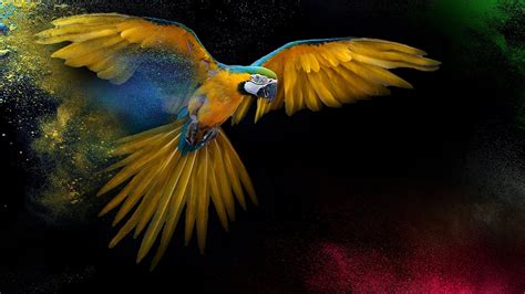 Colorful Parrot Wallpapers Top Free Colorful Parrot Backgrounds
