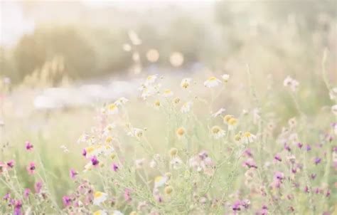 Download Wallpaper Summer Light Flowers Nature Section Nature In