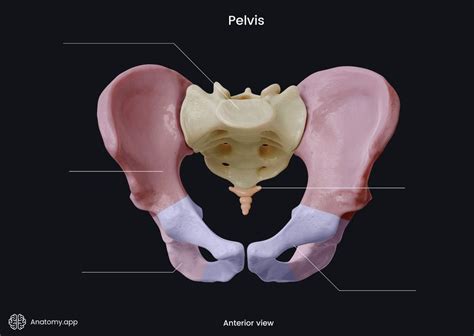 Pelvis Anterior Diagram Quizlet