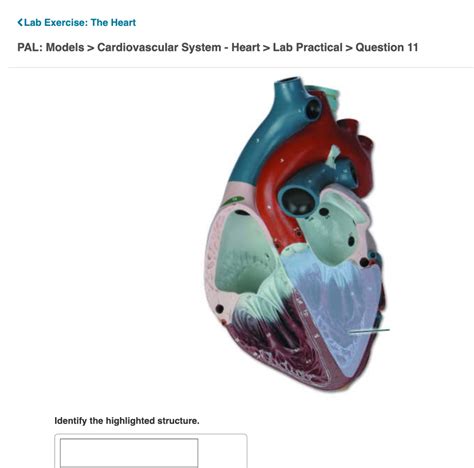 Solved Cardiovascular System Heart Lab Practical Chegg