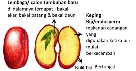 Struktur Dan Fungsi Biji