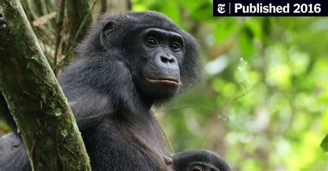 In The Bonobo World Female Comraderie Prevails Ranthropology