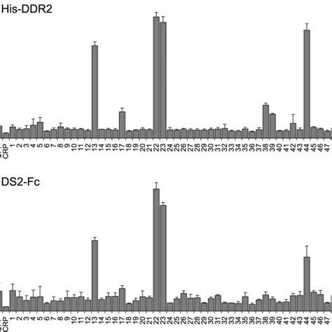 Identification Of Ddr2 Binding Sites On Collagen Ii Binding Of