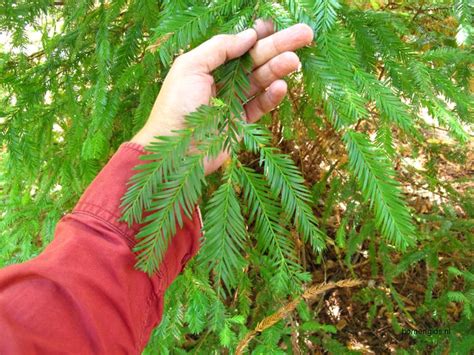 Herken De Boomsoort Nl Kustsequoia Latin Sequoia Sempervirens Uk