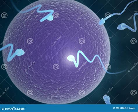 Sperm And Egg Cell Stock Illustration Illustration Of Microscopic