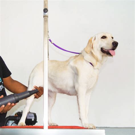 Can You Blow Dry A Dog