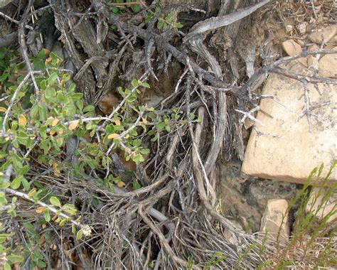Plant Species Of The Grandview Trail Unknown Plant Like Chrysothamnus