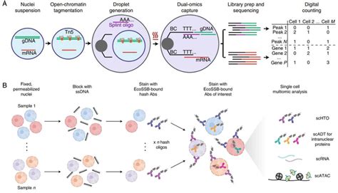 Joint Analysis Of Transcriptome And Epigenome A Schematic Workflow