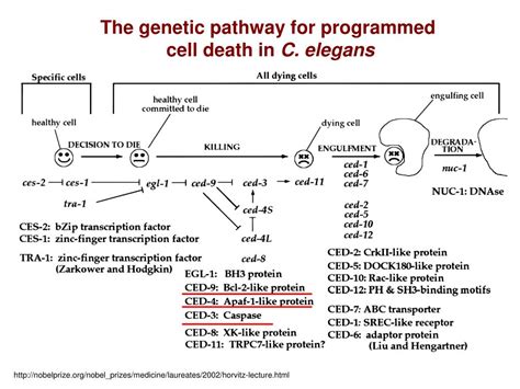 Ppt C Elegans As A Model System Powerpoint Presentation Free
