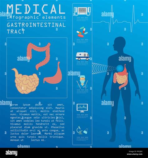 Gastrointestinal Vector Vectors Stock Vector Images Alamy