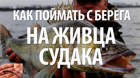ЛОВЛЯ НА ЖИВЦА СУДАКА С БЕРЕГА СНАСТИ НАЖИВКИ YouTube