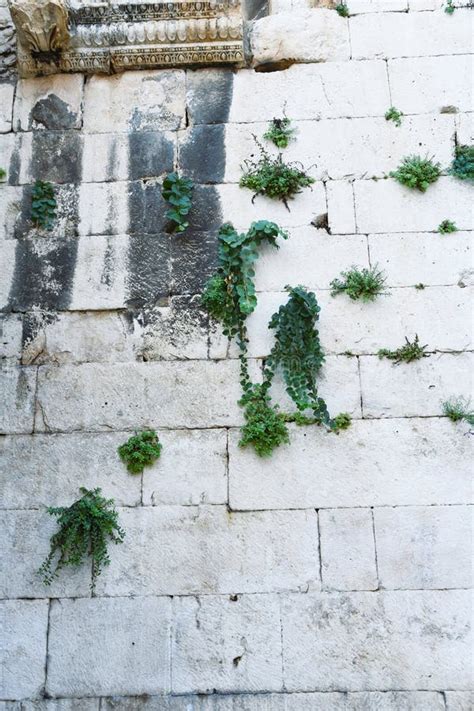 Background Old Wall Bricks And Green Plants Stock Image Image Of