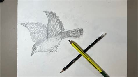 Pencil Sketch How To Draw Birds For Beginners Drawing পাখি আর্ট করা শিখুন Youtube