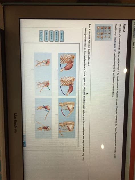 solved the action of a muscle can be informed by the