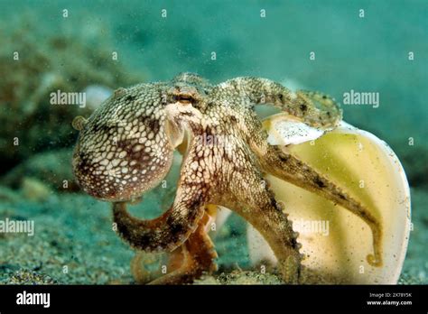 Close Up Of A Coconut Octopus Amphioctopus Marginatus Aka Veined