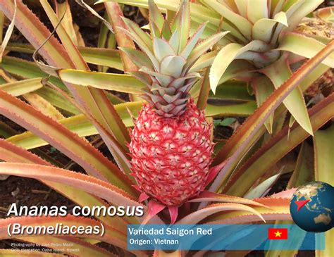 Ananas Comosus Wikipedia La Enciclopedia Libre